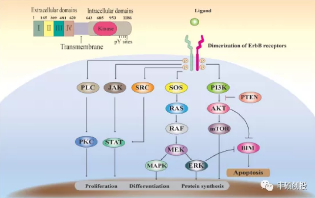 EGFR ADC药物征战NSCLC