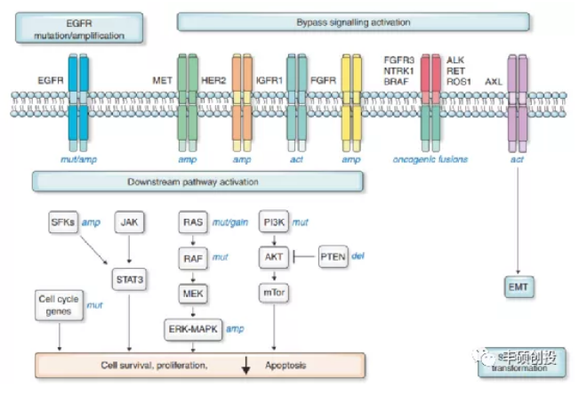 EGFR ADC药物征战NSCLC